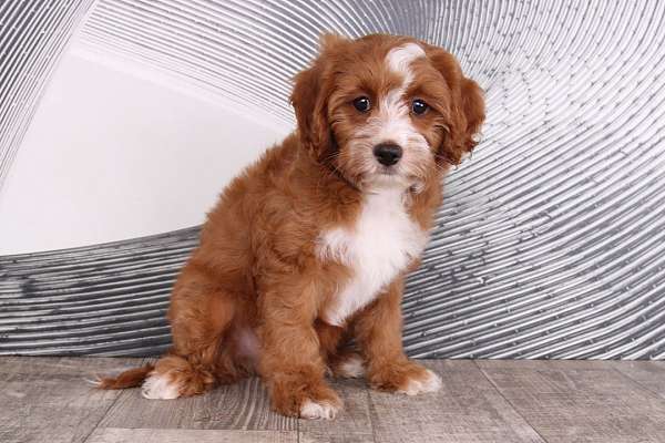 Max – Loving Ruby Male Cavapoo Puppy