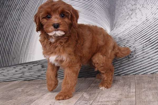Mia – Gorgeous Red and White Female F1B Cavapoo Puppy