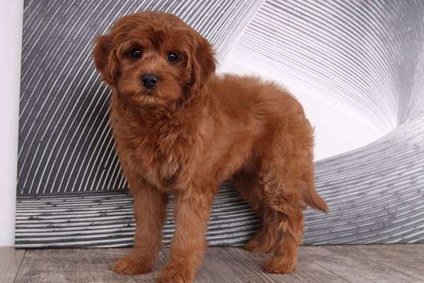Tahlia – Intelligent Red Female F1B Cavapoo Puppy