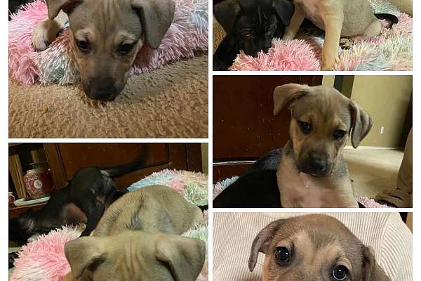 Shepweiler Pups for Sale