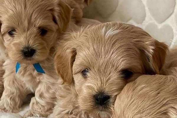 New Litter of Maltipoo Puppies
