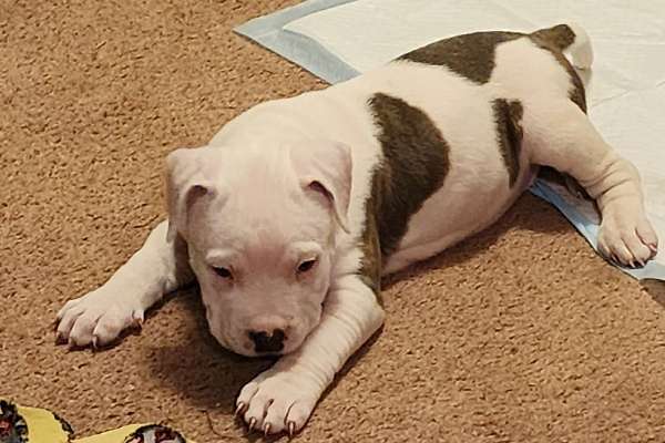 pit bull terrier