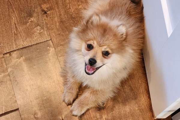 Tri-Colored Male Wolf Sable Pomeranian Puppy