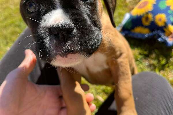 boxer puppy for adoption