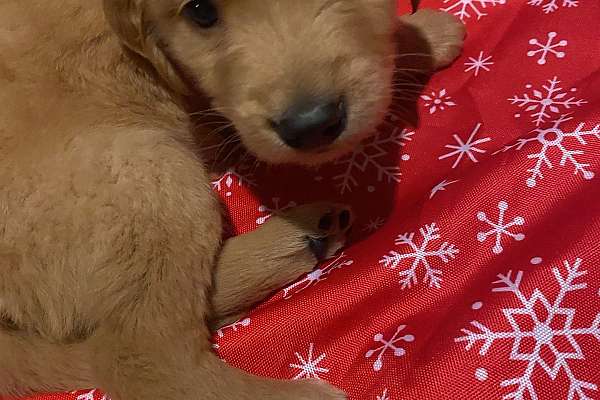 golden retriever puppies