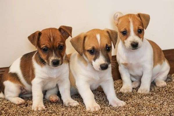 3 Purebred Jack Russell Terrier Pups For Adoption ️