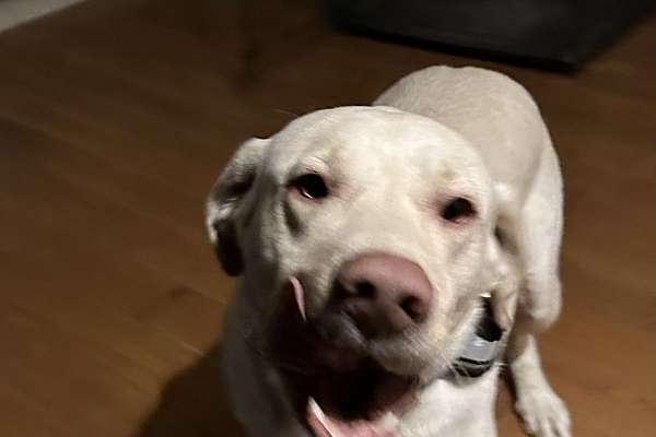 2 year old Lab i'm looking for a good home for