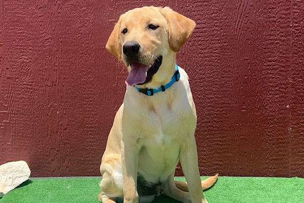 AKC Male Yellow Lab Pup