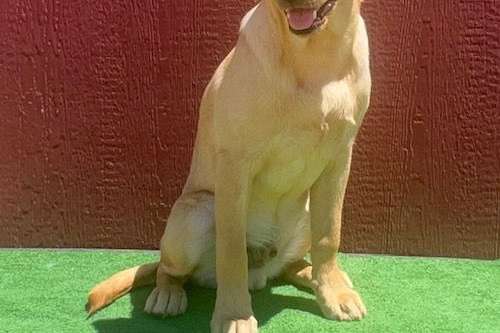 AKC Male Light Fox Red Male Lab Pup