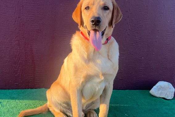 Fox Red AKC Lab Puppies