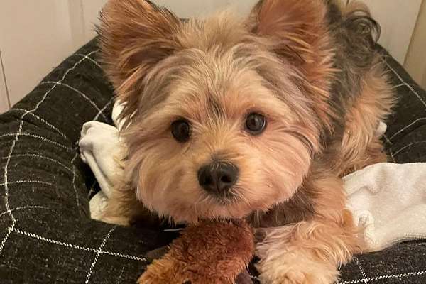 New Litter of Healthy Yorkie-Poo Pups Available