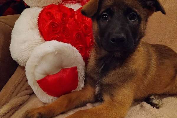 AKC Belgian Malinois