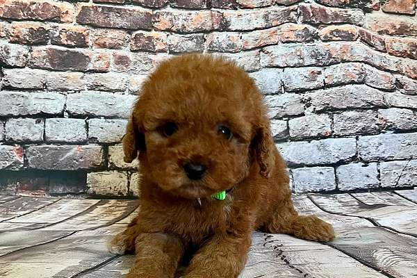 F1b Micro mini Goldendoodles