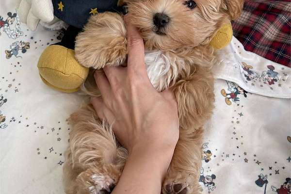New Litter of Gorgeous Pug Puppies Available