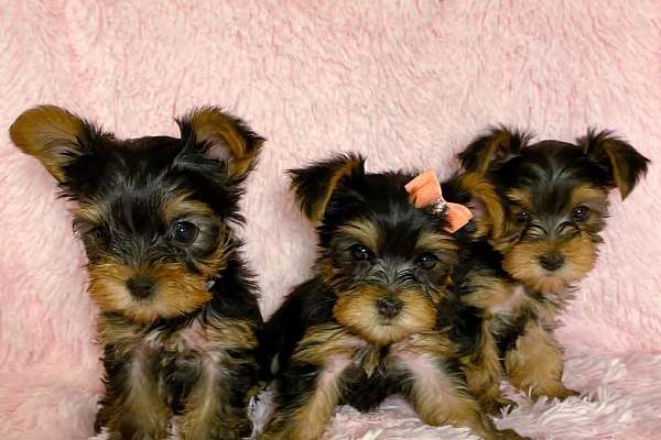 New Litter of Gorgeous Yorkie Puppies Looking for a new home