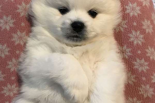 Bountiful American Eskimo