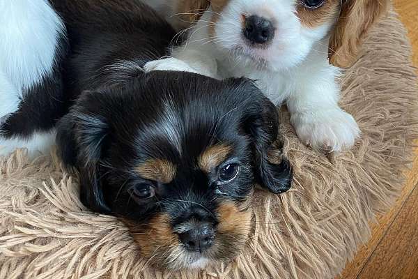 Cavalier King charles spaniel for rehoming