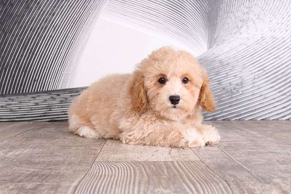 Ripley Little Male Poochon Puppy