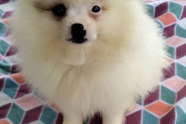 Gorgeous Male Pomeranian Puppy