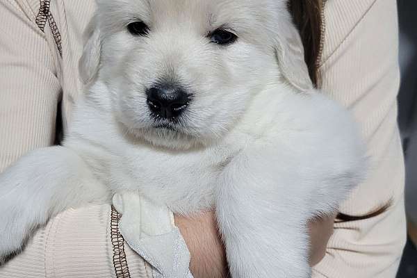 Golden Retriever mix Great Pyrenees