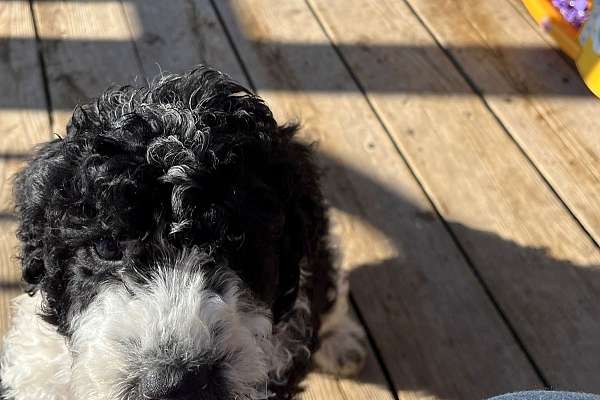 Standard Purebred Poodle