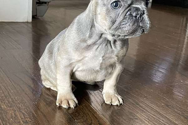 Beautiful Frenchie girl