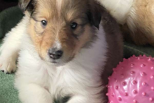 AKC registered Collie puppies