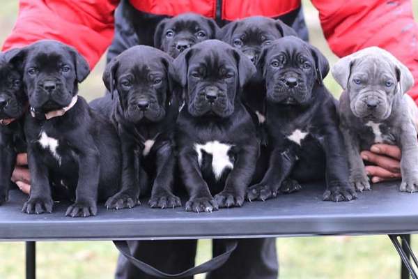 Healthy Cane Corso Puppies for Rehoming