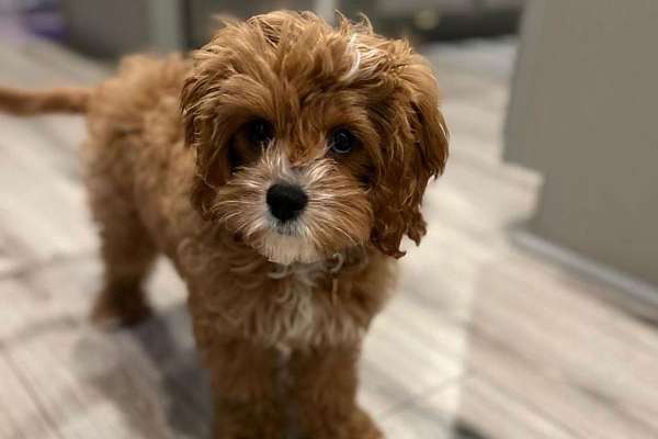 Purebred Cavapoo Puppies for Adoption