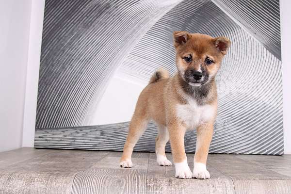 Kora Amazing Little Shiba Inu Puppy