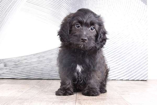 Niles Cute Black Male Havapoo Puppy