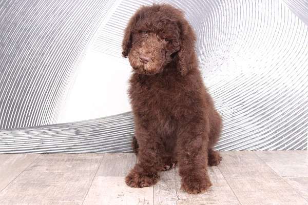 Quin Loving Chocolate Male Standard Poodle