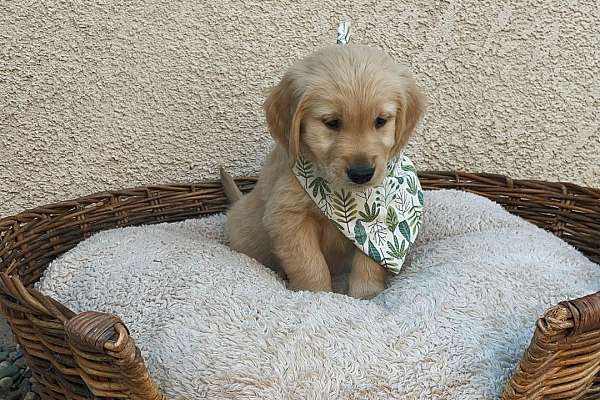 Charming Golden Retriever Puppies