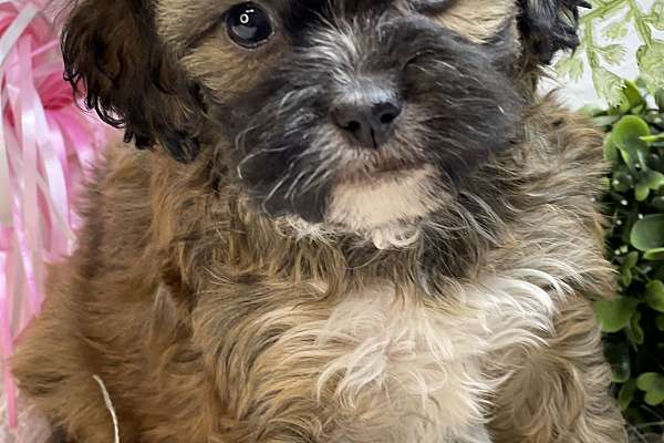 Shih poo