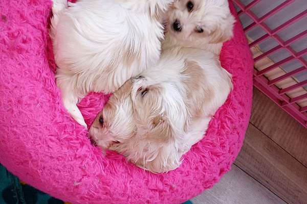 Platinum Parti morkie puppies