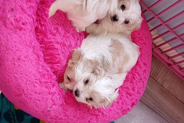 Platinum Parti Morkie puppies