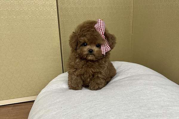 Akc Teacup & Toy Poodle Puppies (Website dogyampoodles. com)