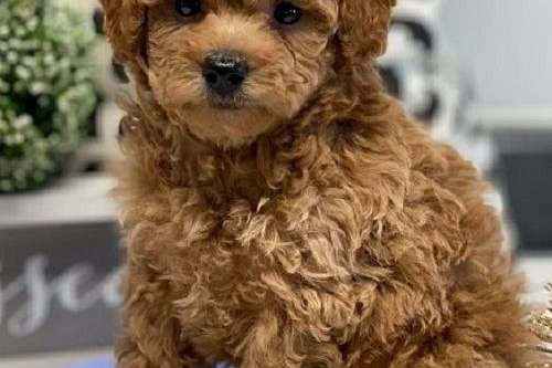 3 Purebred Mini Poodle Puppies Available ️ ️ ️
