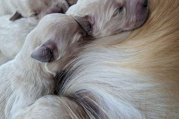 Golden Retriever Puppies ready about April 27, 2023 Parents OFA - AKC