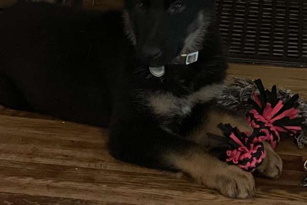 Beautiful female German Shepard puppy