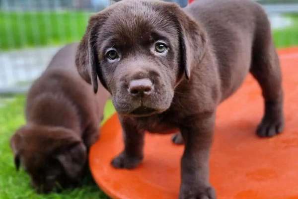 Male labrador retriever puppy for adoption