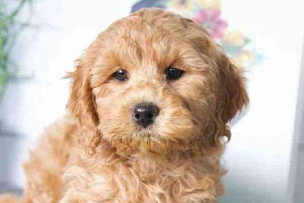 Aliyah, Cavapoo