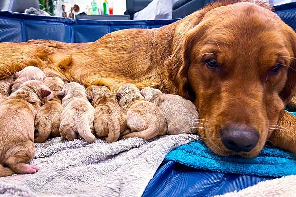 Purebred Quality Golden Retrievers
