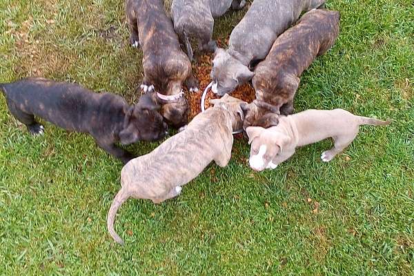 5 Pit Bully pups