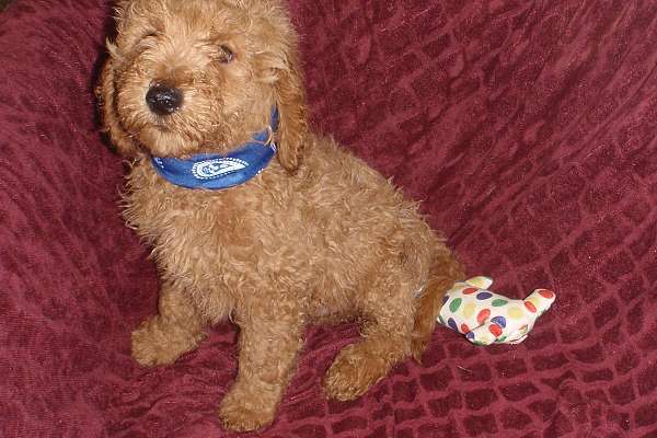 Stunning Goldendoodles