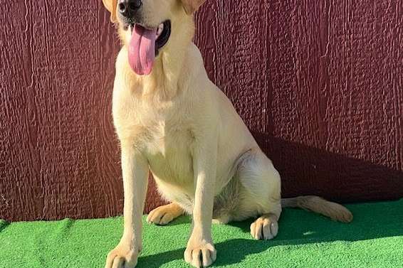 AKC Male Yellow Lab Puppies