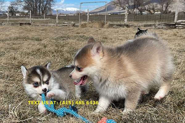Mini Pomsky Husky Puppies For Sale