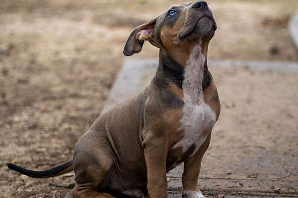 American Bully XL Puppie