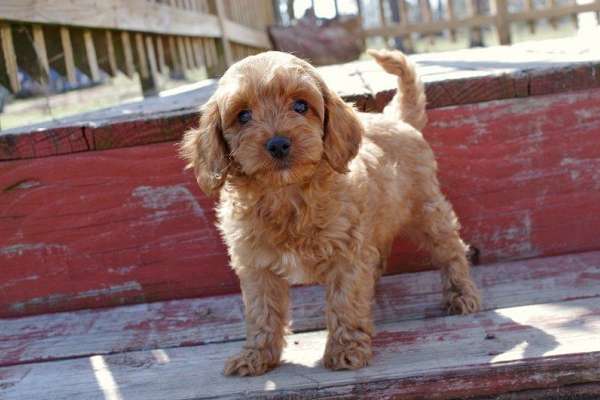 Arlo (male)- Gorgeous Red F1b Cockapoo