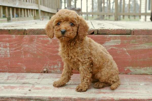 Otto (male) - Gorgeous Red F1b Cockapoo